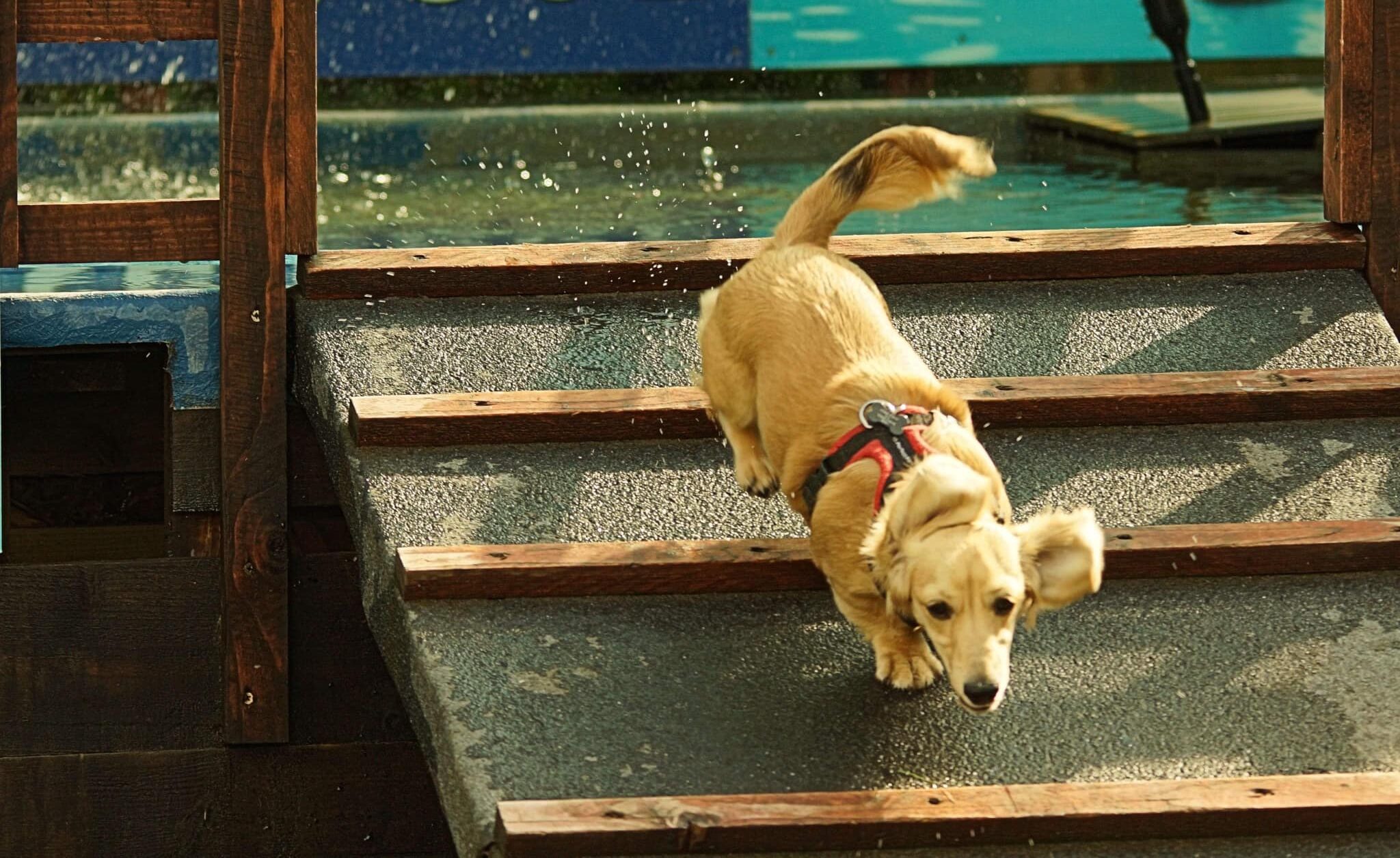 Dog Adventure Play Area – THE DOG PARK